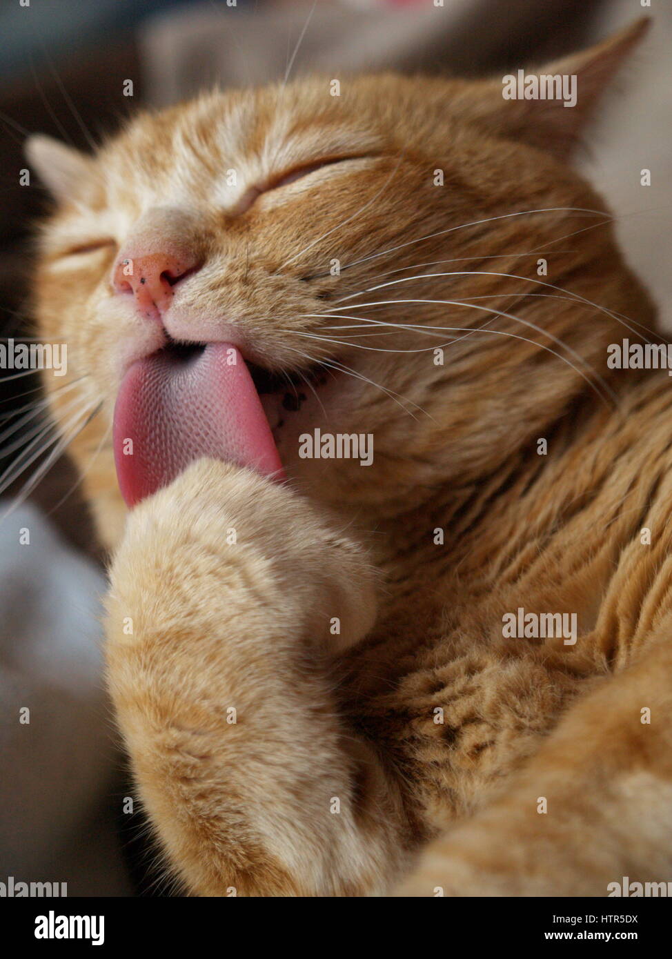 ginger cat washing paw Stock Photo - Alamy