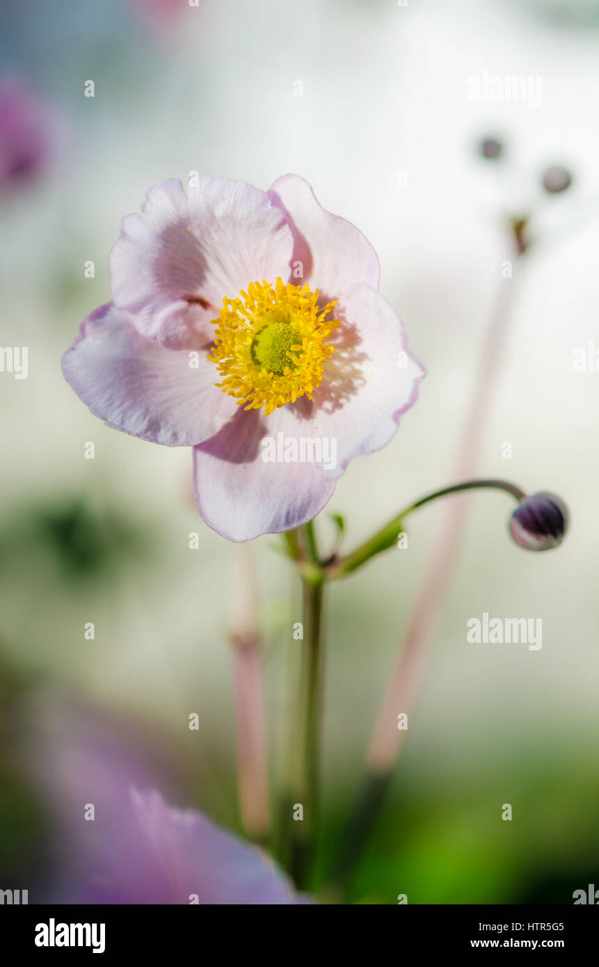 Pale pink flower Japanese anemone, close-up. Note: Shallow depth of ...