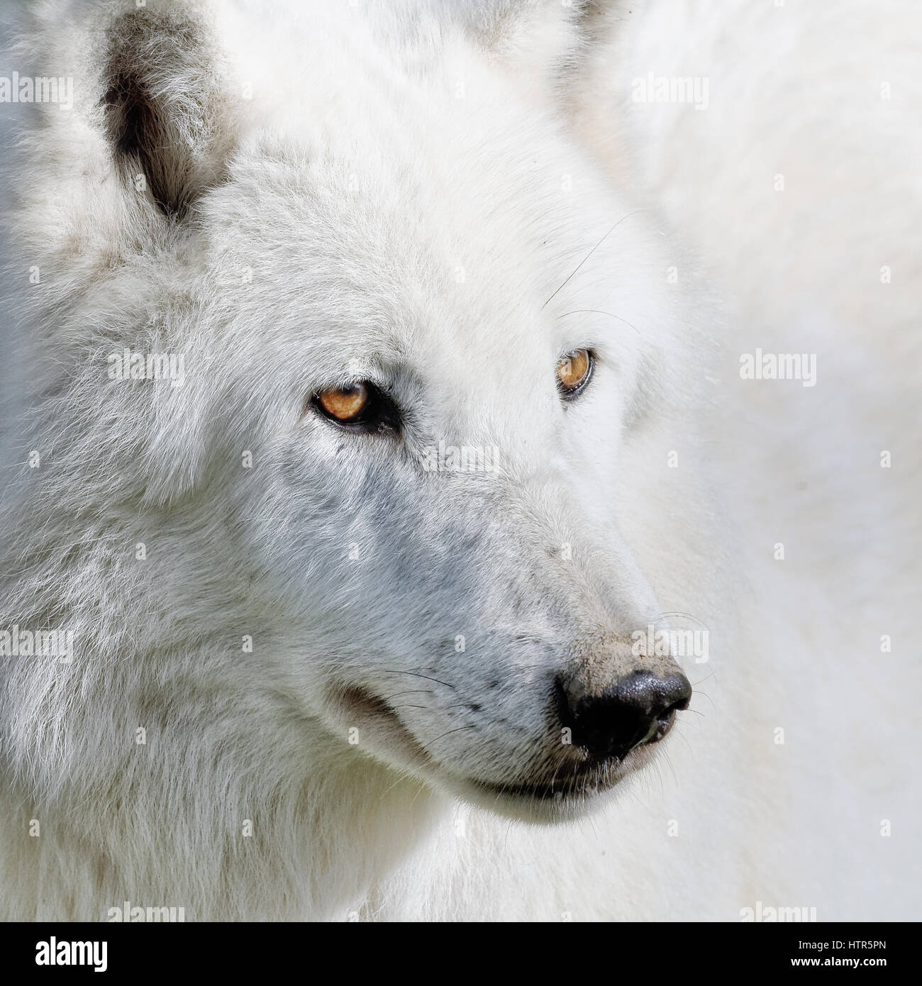 the white wolf Stock Photo - Alamy