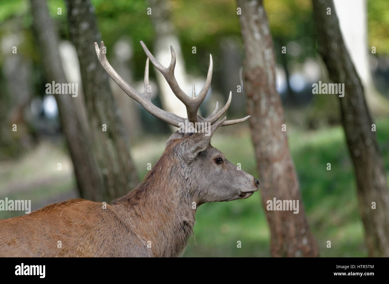 deer in the forest Stock Photo - Alamy