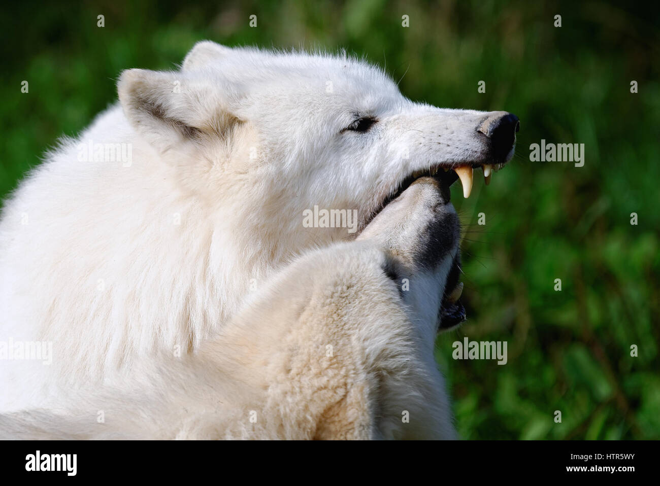 the white wolf Stock Photo - Alamy