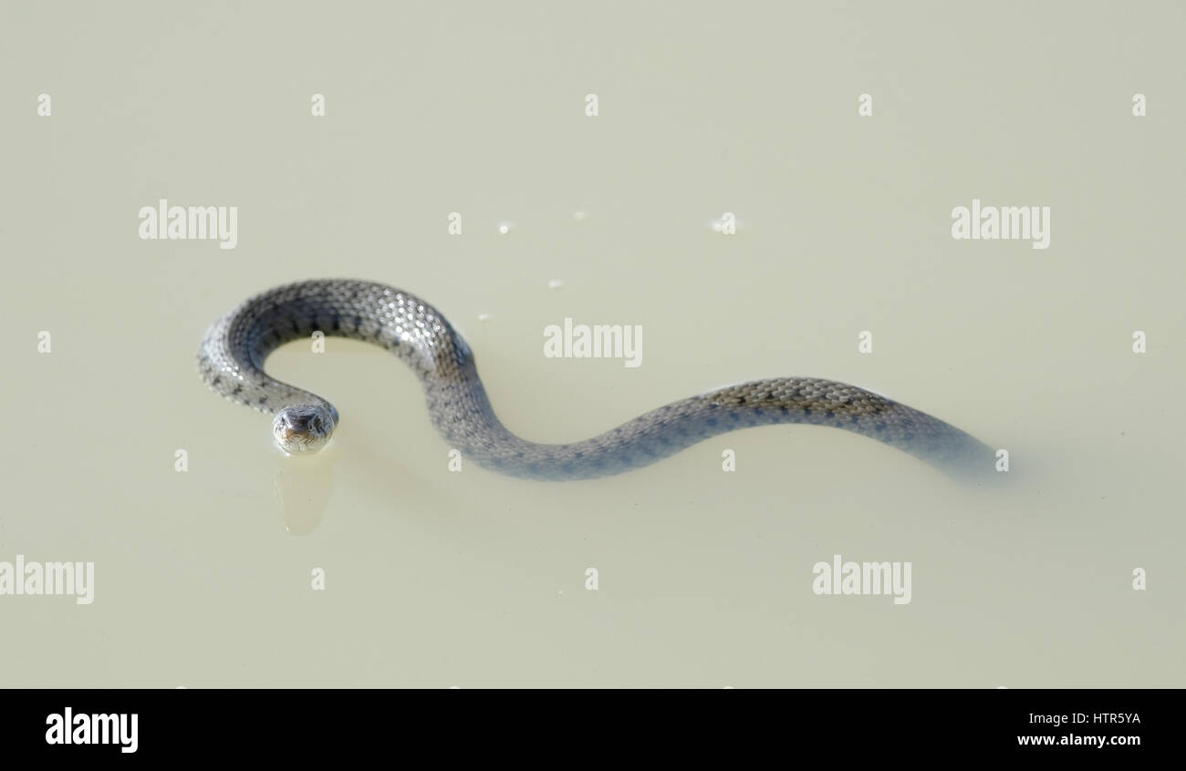 snake in the water Stock Photo - Alamy
