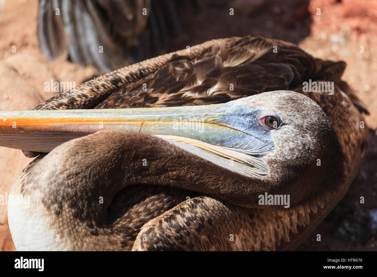 Nave orgad hi-res stock photography and images - Alamy