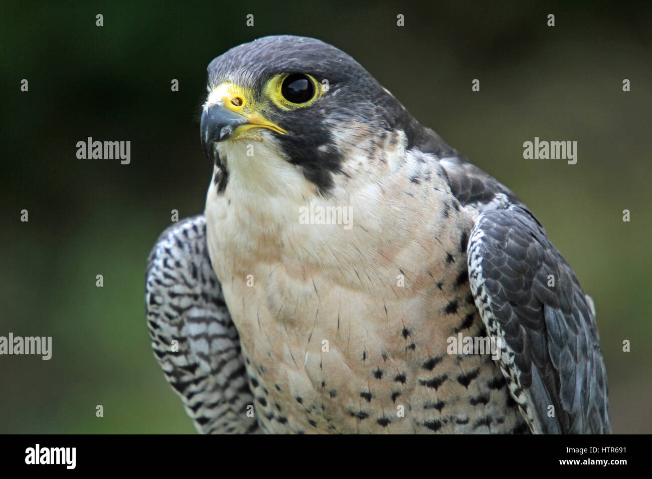 Male Peregrine Falcon sitting on a perch Stock Photo - Alamy