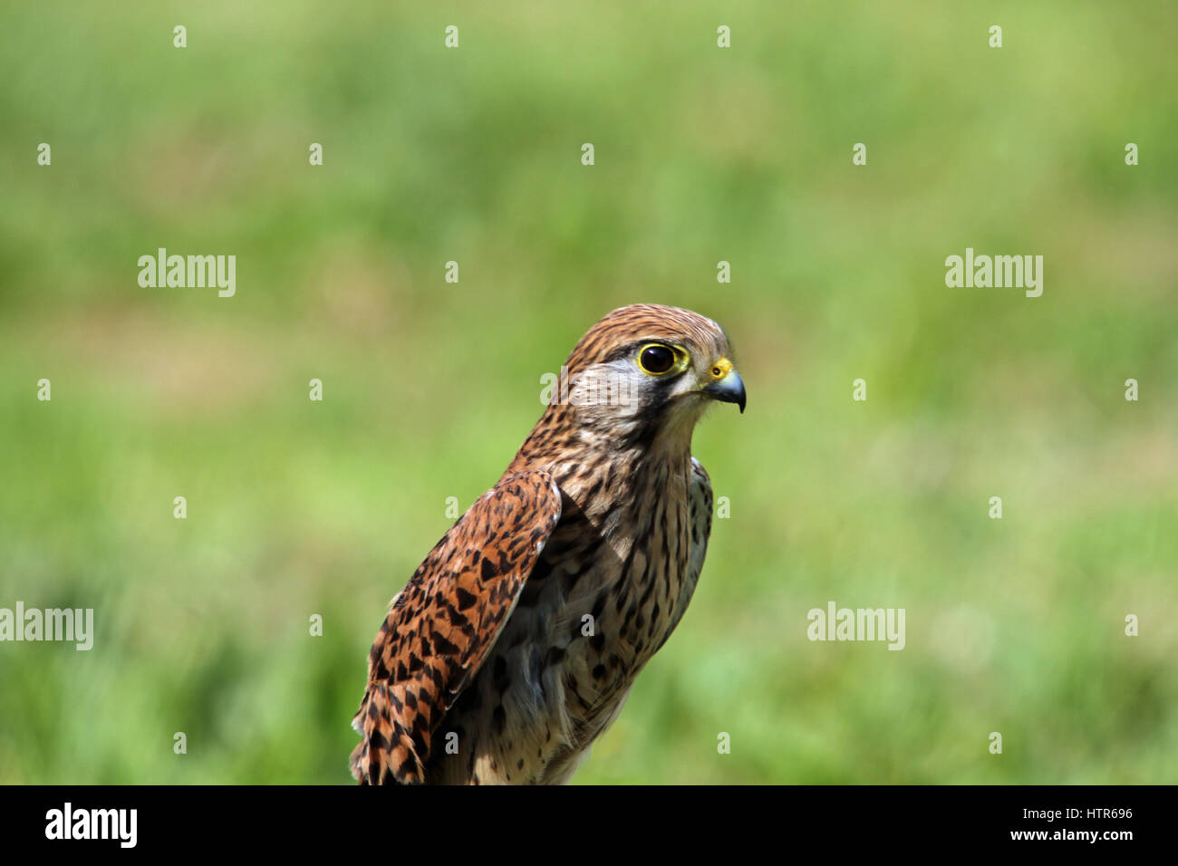 Female kestrel feathers hi-res stock photography and images - Alamy