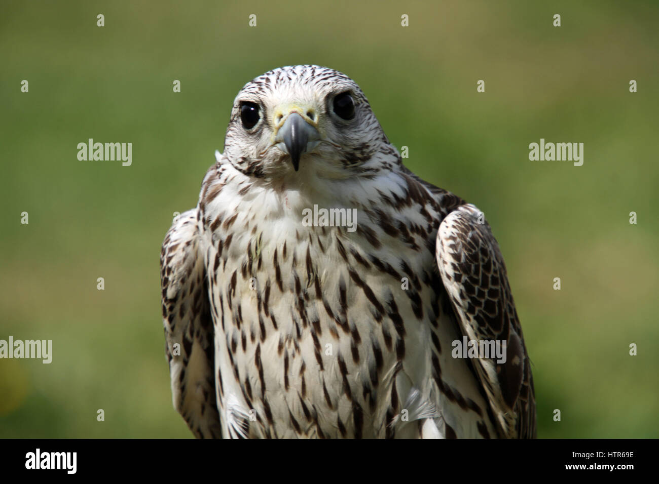 Fast striking predator hi-res stock photography and images - Alamy