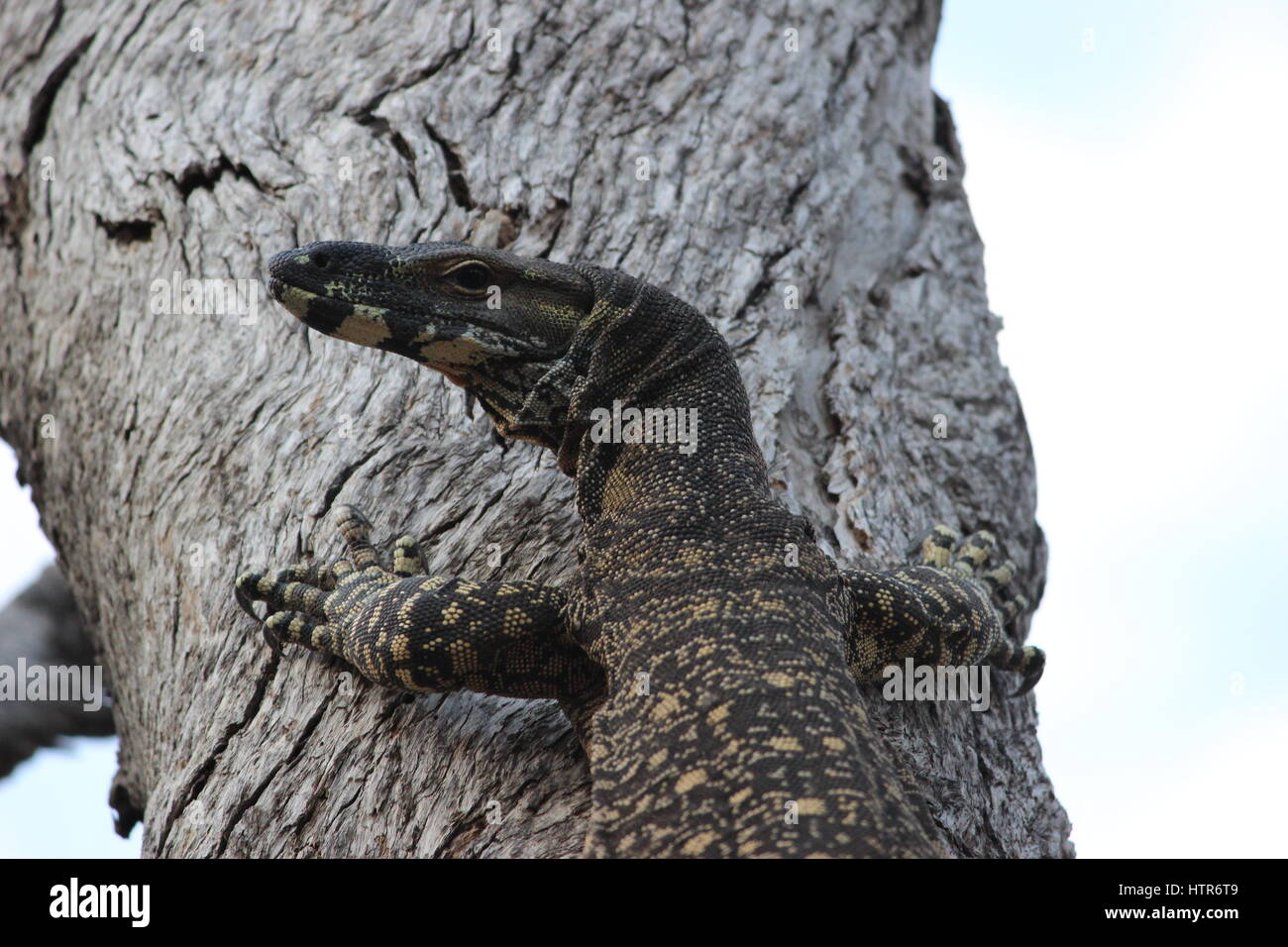 Queensland goanna tree hi-res stock photography and images - Alamy