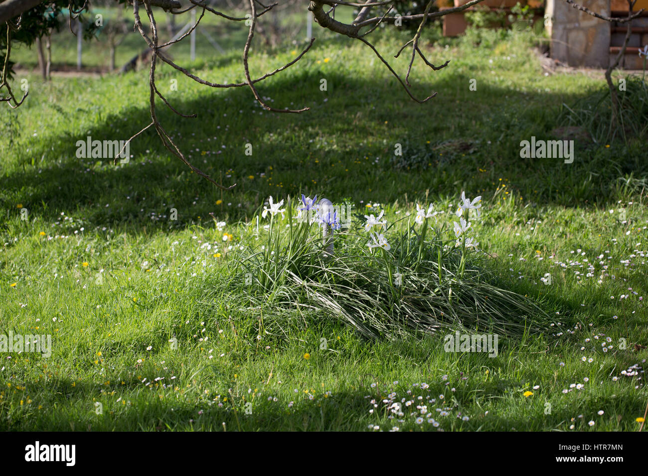Asturias flora hi-res stock photography and images - Alamy