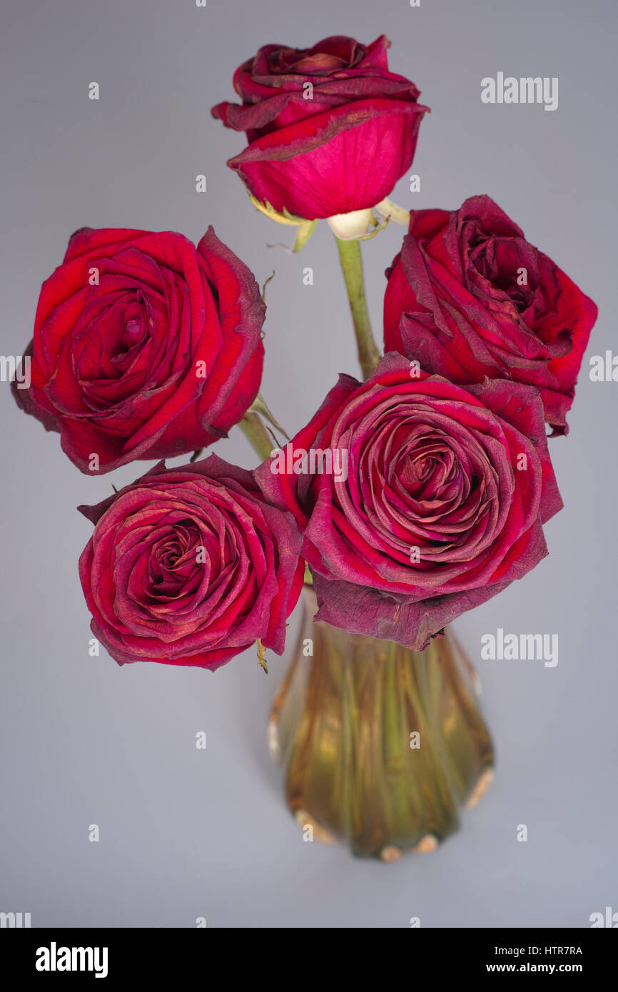 Red Dry Roses in a Vase. Grey Background Stock Photo - Alamy