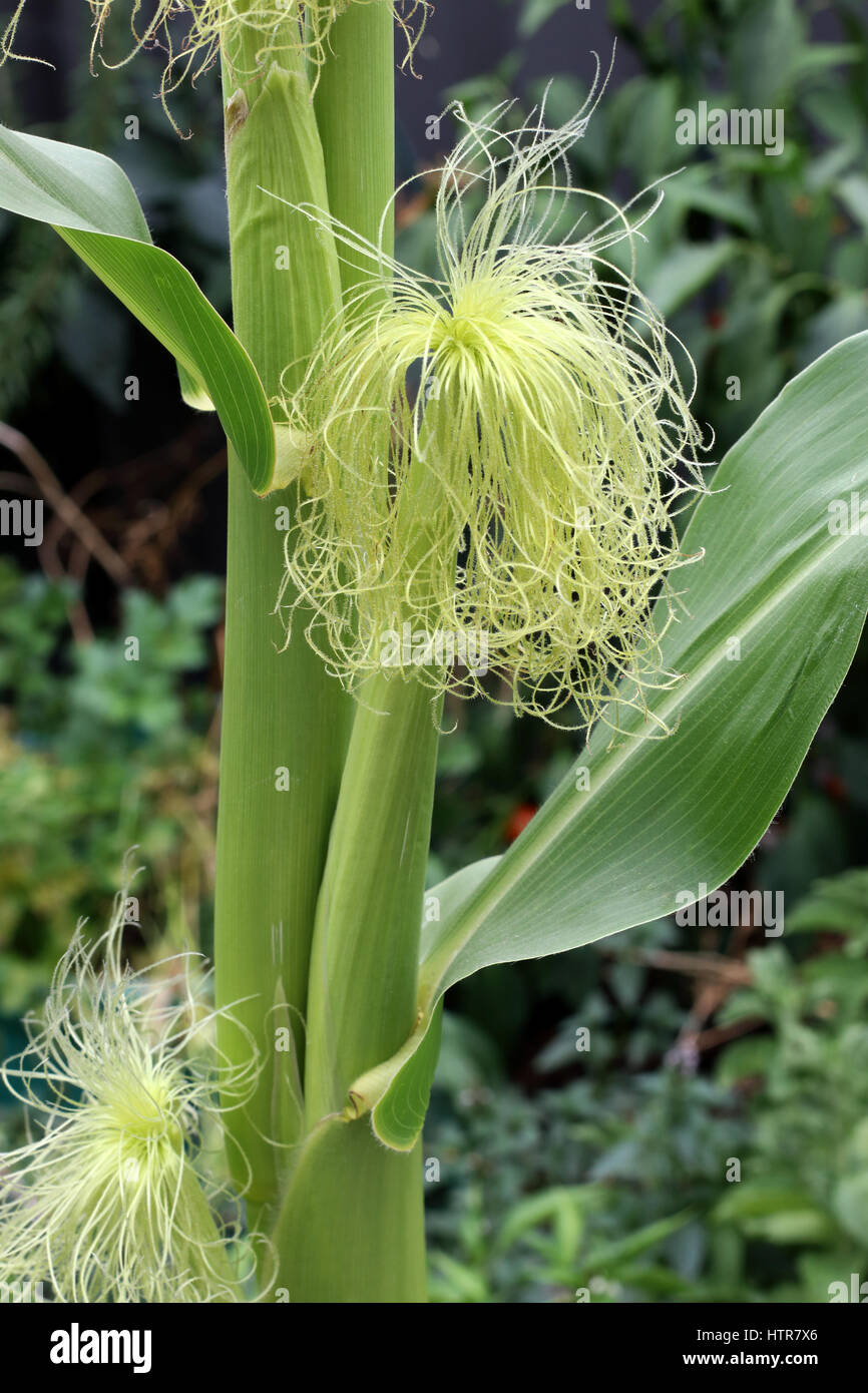 Close up of a young ear of corn with silk tassel Stock Photo - Alamy