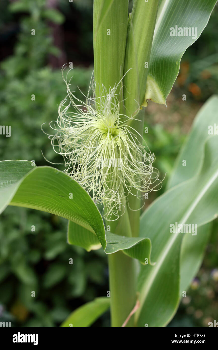 Corn young tassel hi-res stock photography and images - Alamy