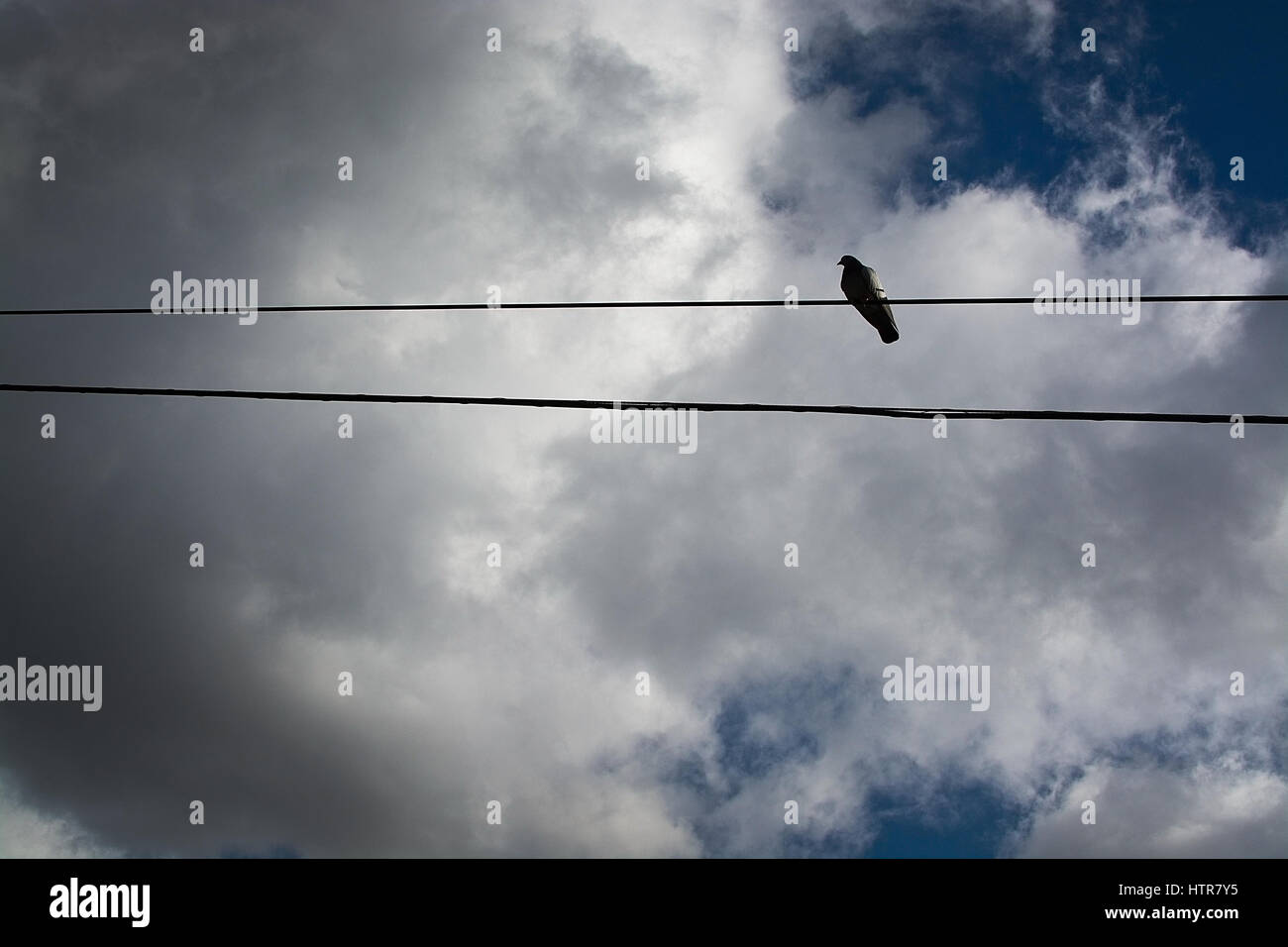 Birds On Telephone Wire Silhouette