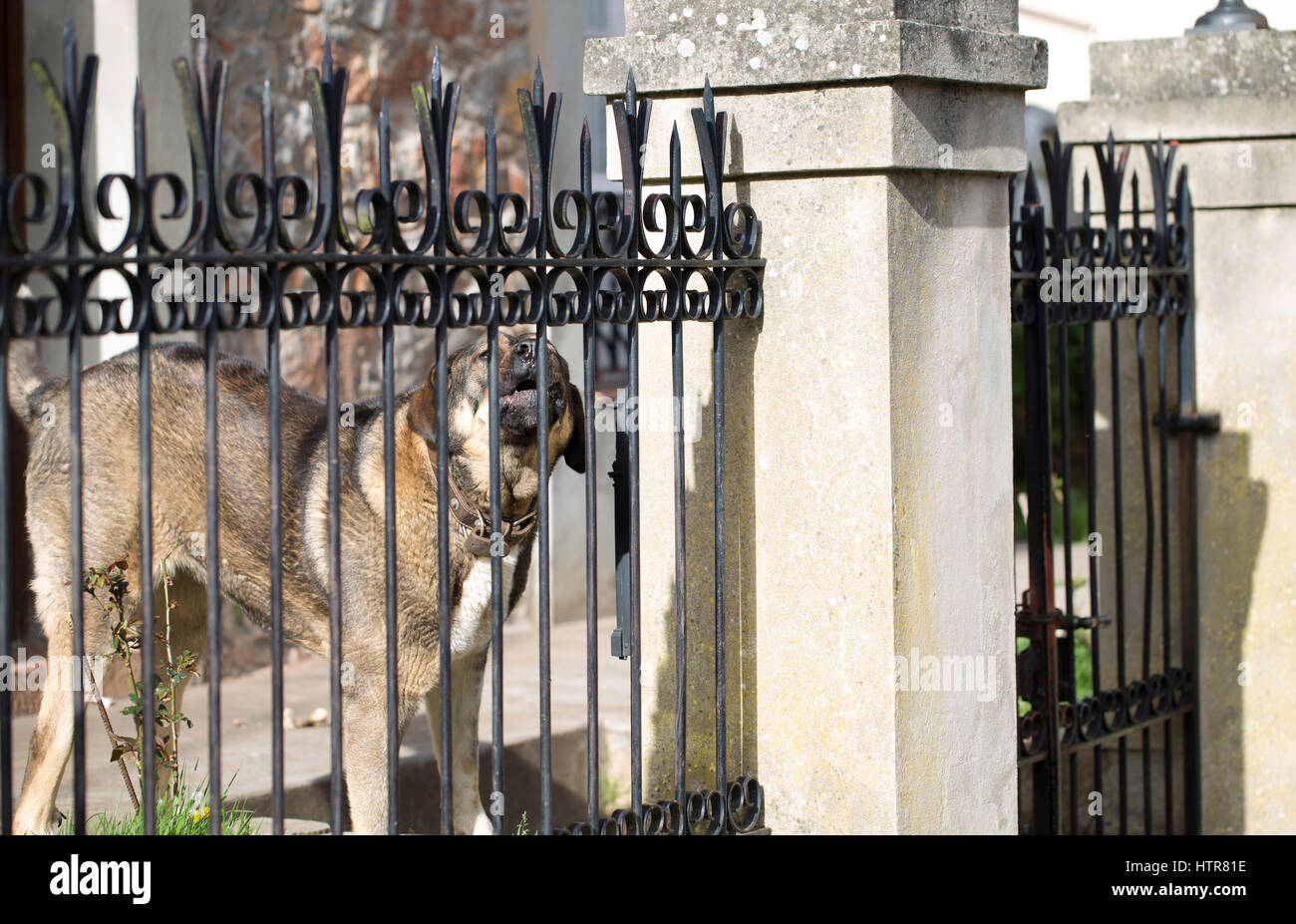 Mastiff barking hi-res stock photography and images - Alamy