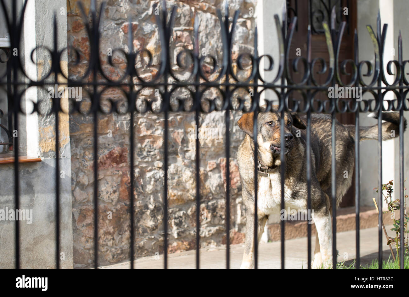 Mastiff barking hi-res stock photography and images - Alamy