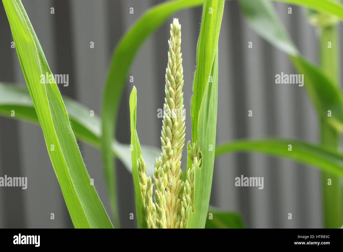 Pollinisation pollination hi-res stock photography and images - Alamy