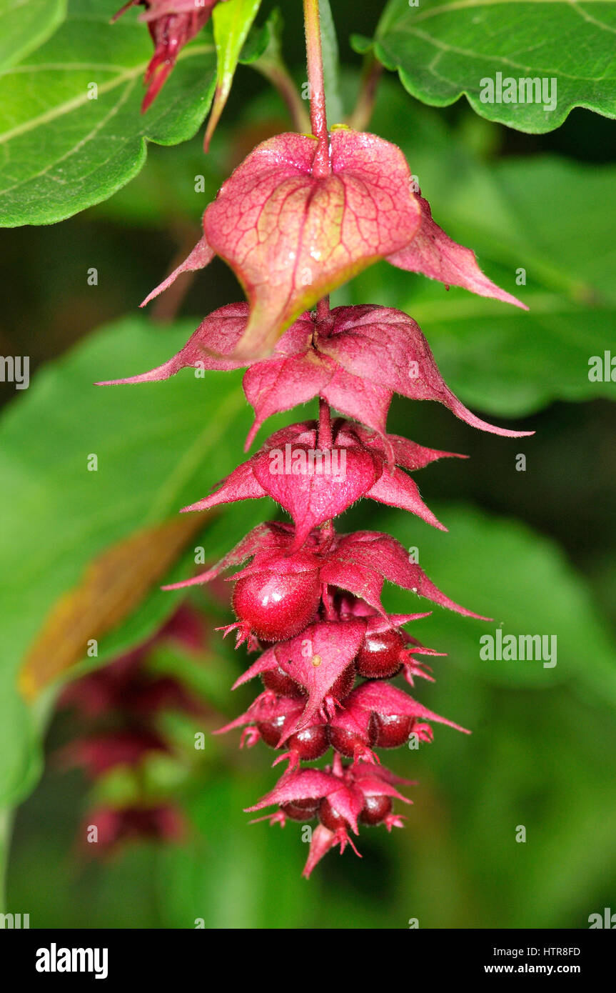 Leycesteria formosa, Himalayan honeysuckle, Himalaya nutmeg or pheasant ...