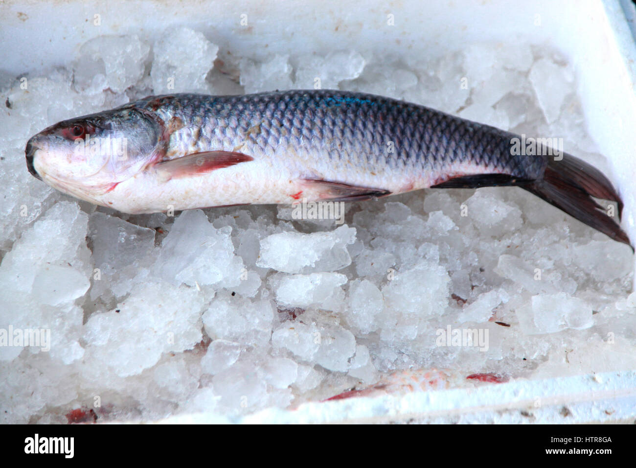 Close-up of dead fish on ice, Freeze, (Copyright © Saji Maramon Stock ...