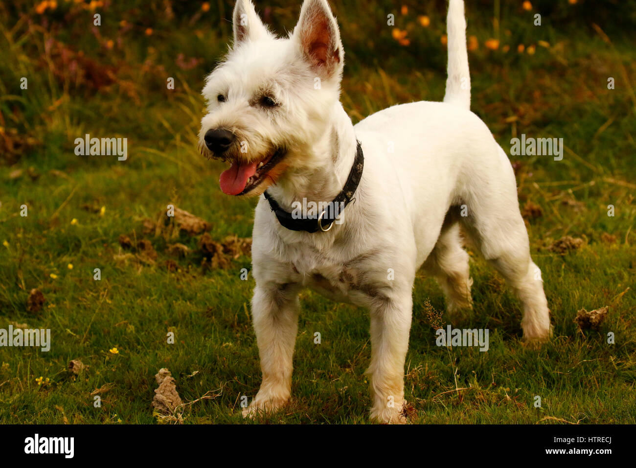 Little Westie terrier dog having fun on a day out in the sunshine Stock ...