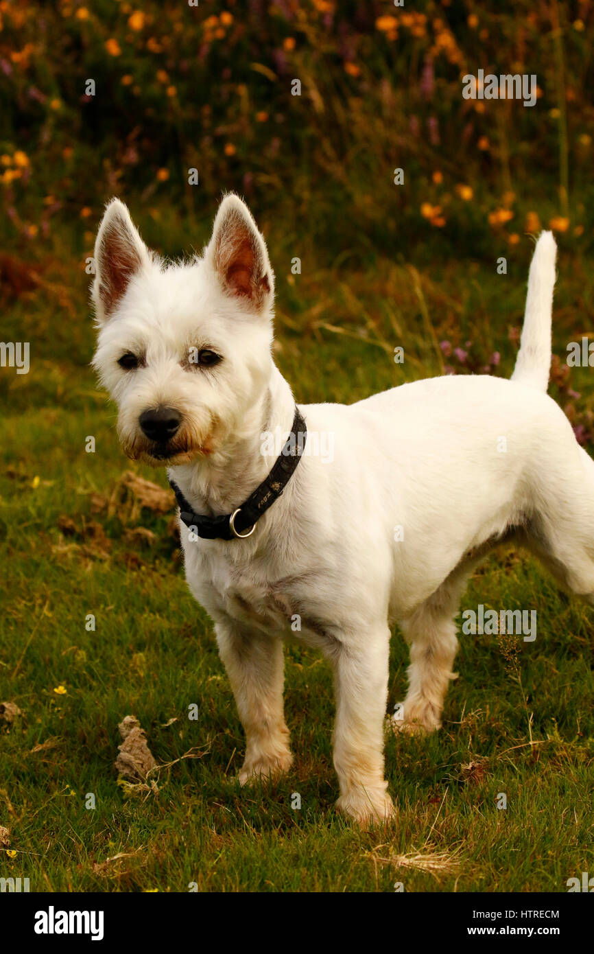 Little Westie terrier dog having fun on a day out in the sunshine Stock ...