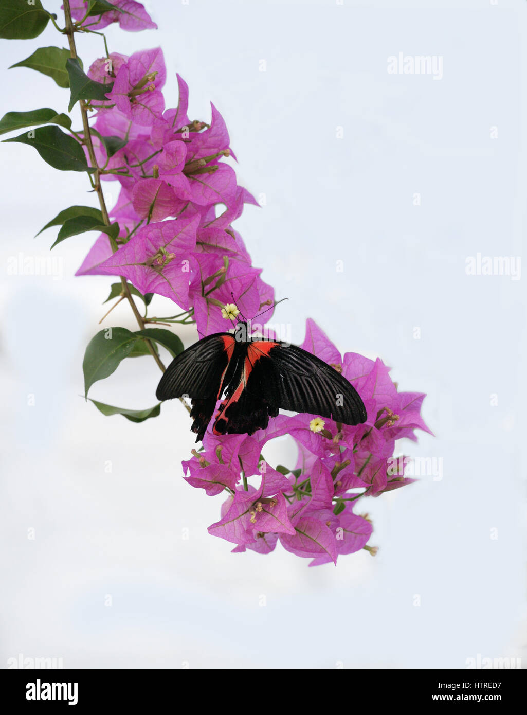 Black and red tropical butterfly on magenta Bougainvillea Papilio ...