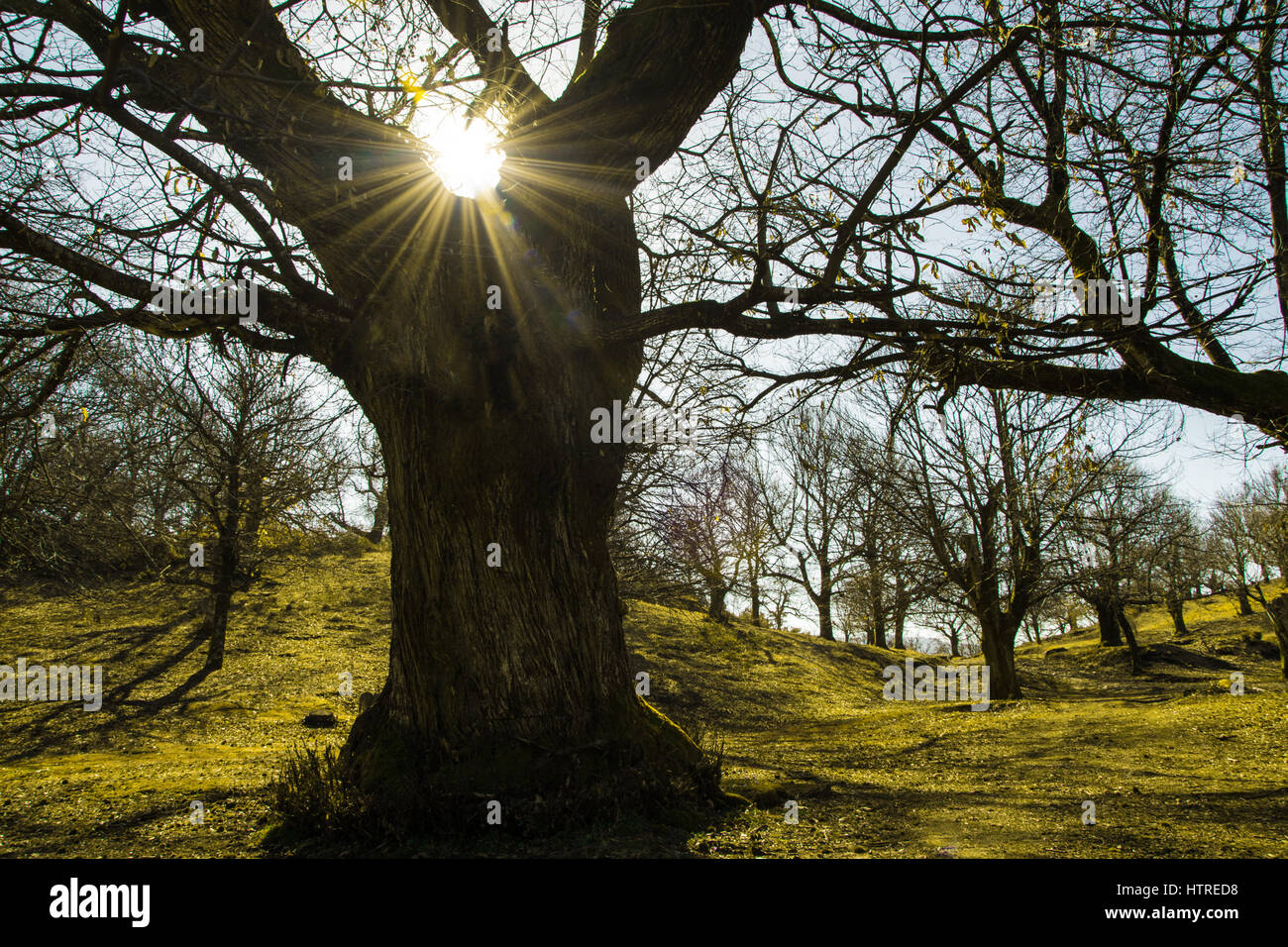 The sun shining between the branches of the chestnut tree in the wood ...