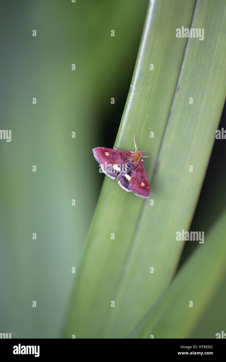 Mint Moth -Pyrausta aurata on foliage. First brood. Macro photography ...