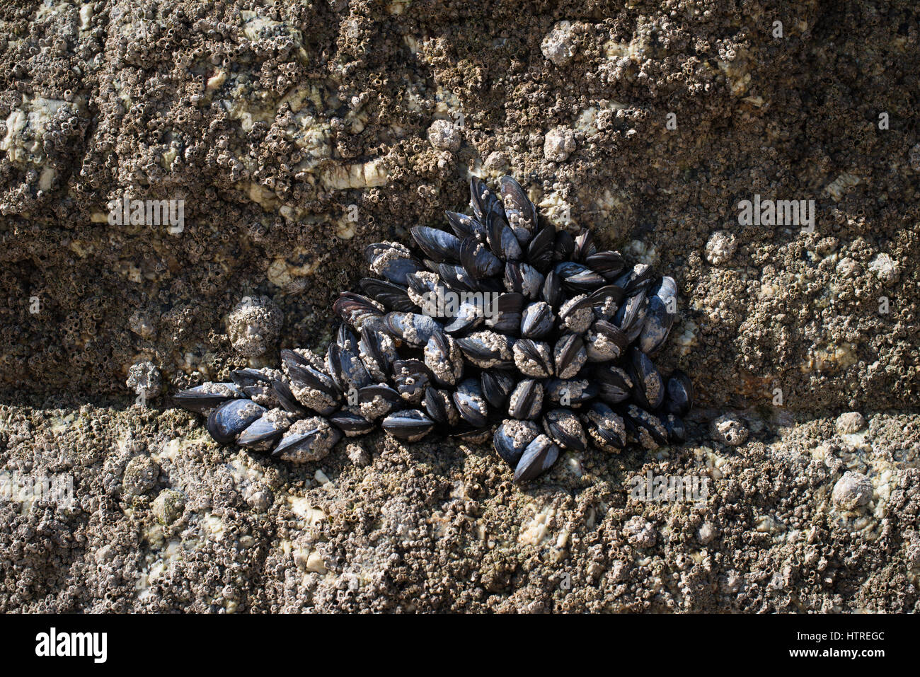 Mussels clinging to a harbour wall after being exposed during low tide ...