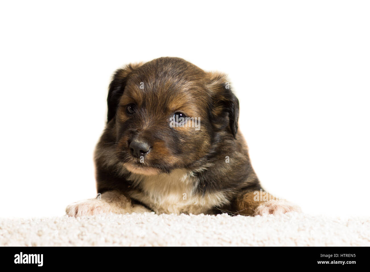 Little puppy folded his paws on the carpet, isolated on white Stock ...