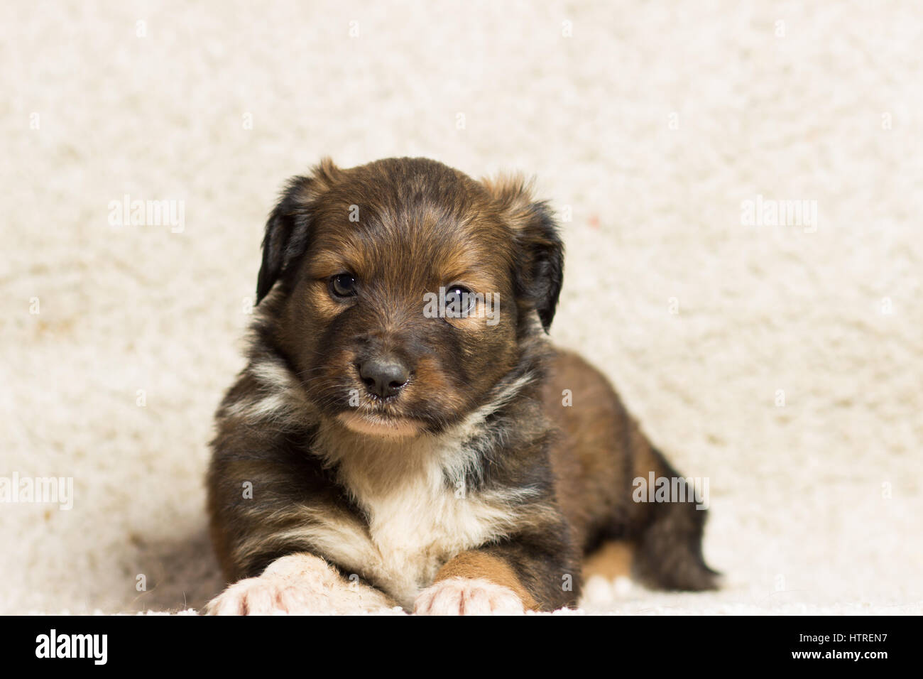Little puppy folded his paws on the carpet Stock Photo - Alamy