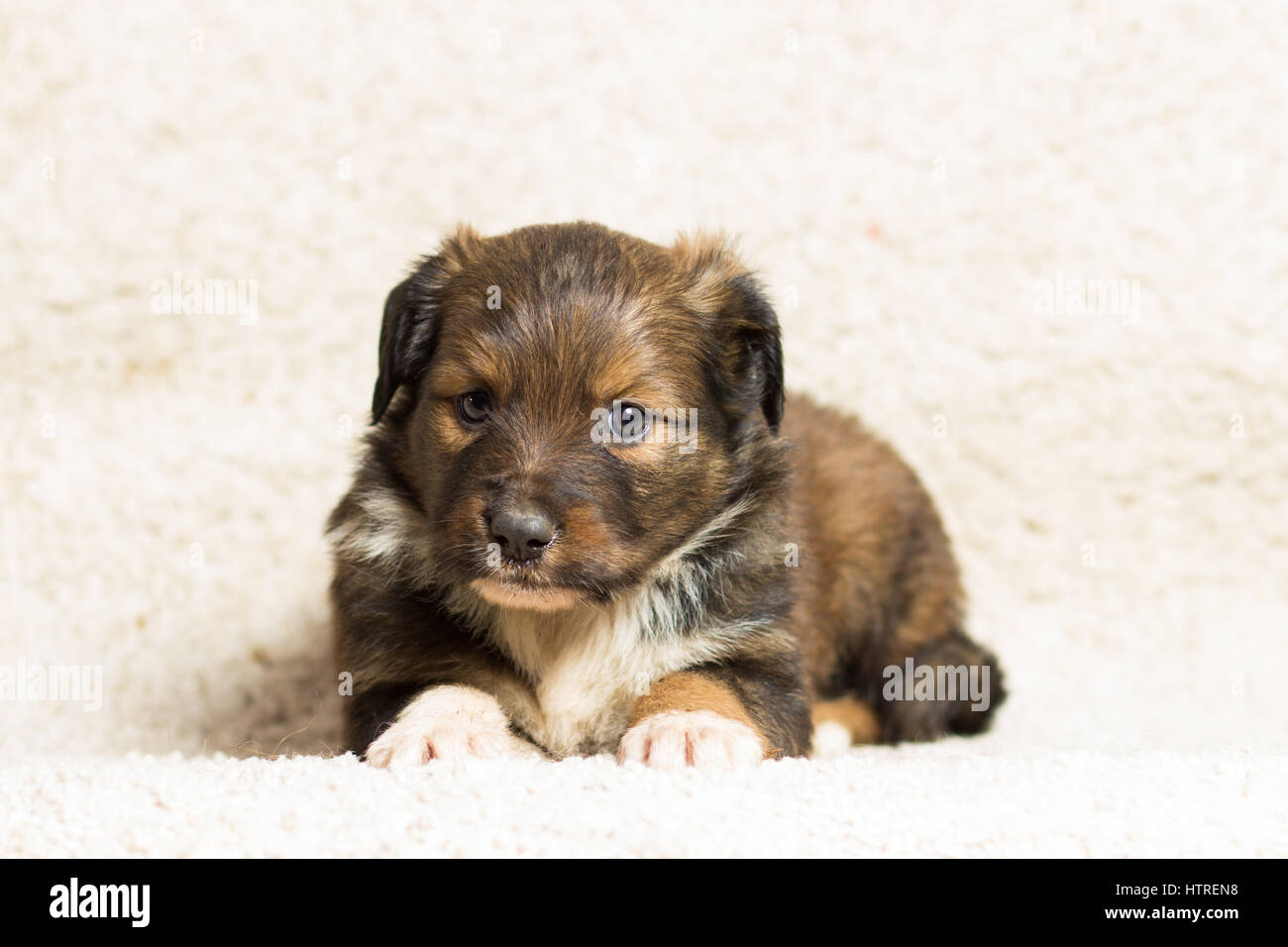 Little puppy folded his paws on the carpet Stock Photo - Alamy