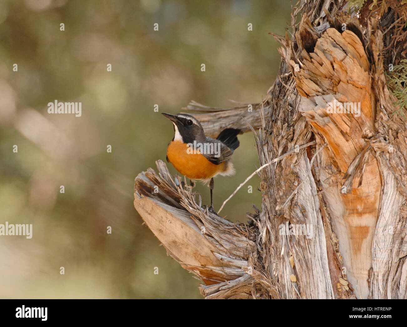 Adult male White throated robin Irania gutturalise on territory ...