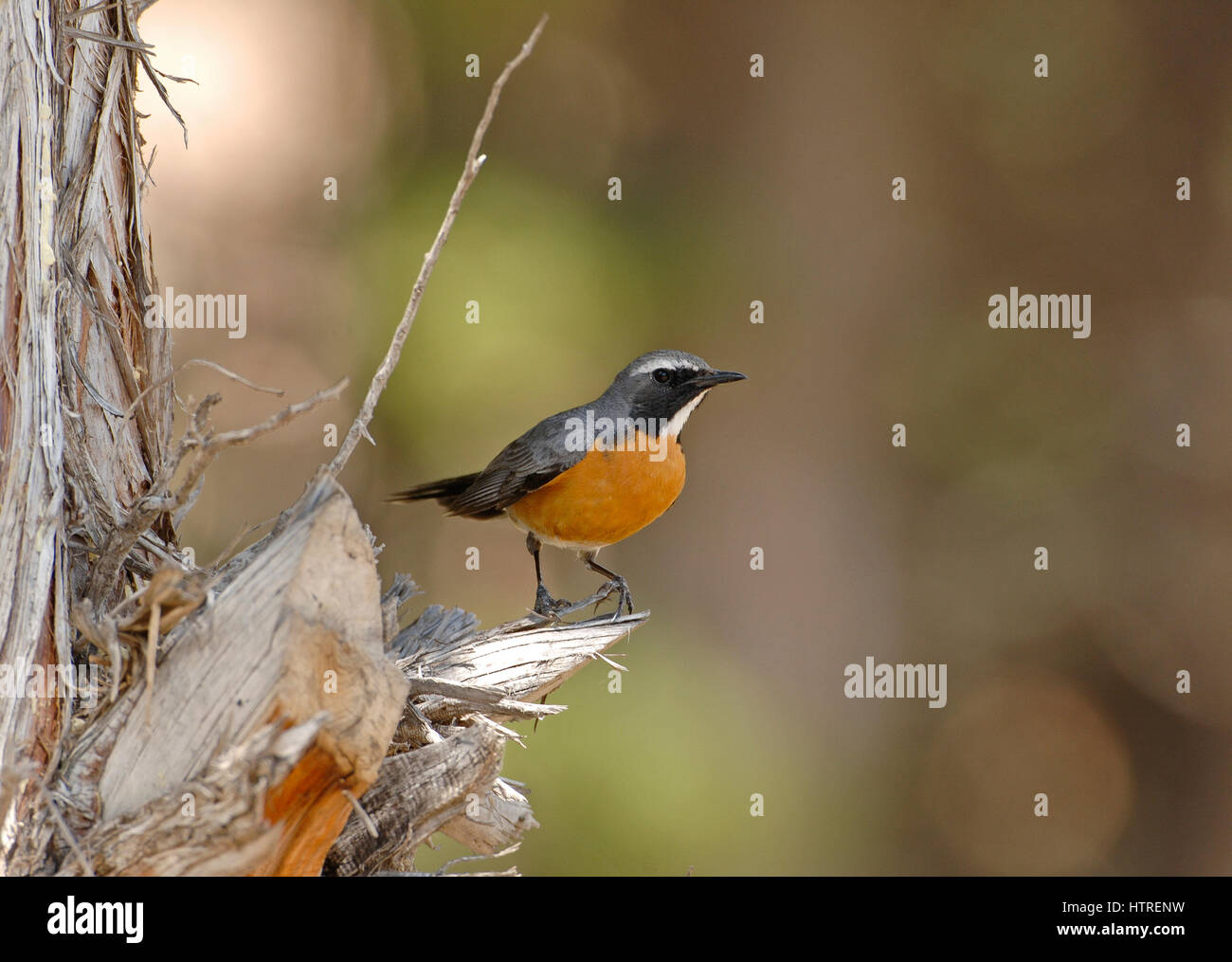Adult male White throated robin Irania gutturalise on territory ...