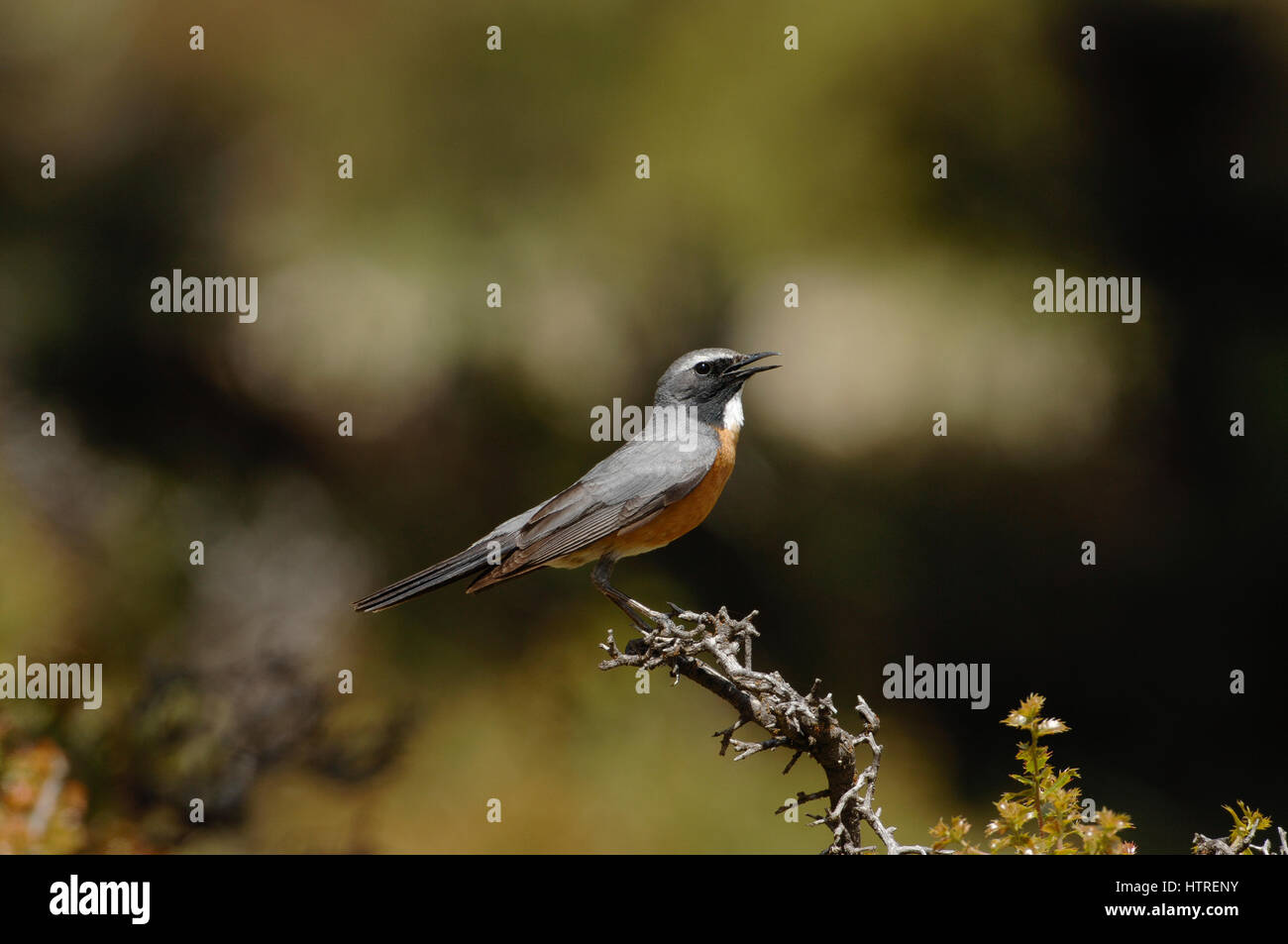 Adult male White throated robin Irania gutturalise on territory ...