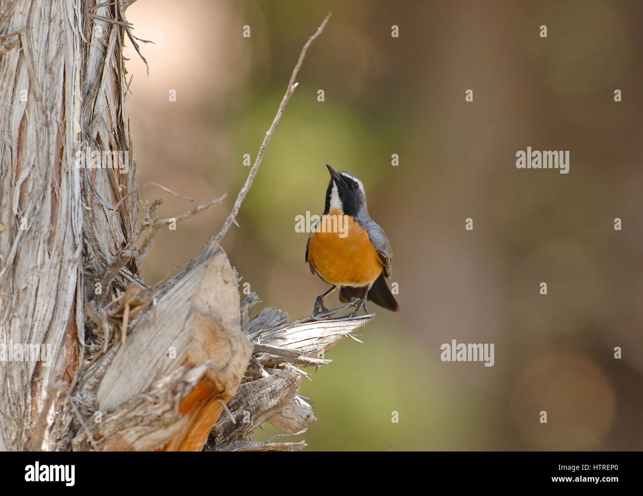 Adult male White throated robin Irania gutturalise on territory ...