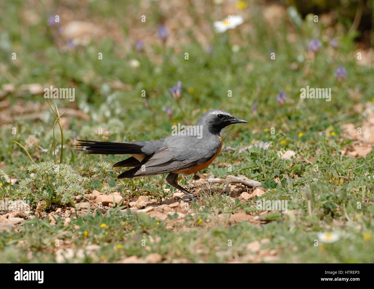 Adult male White throated robin Irania gutturalise on territory ...