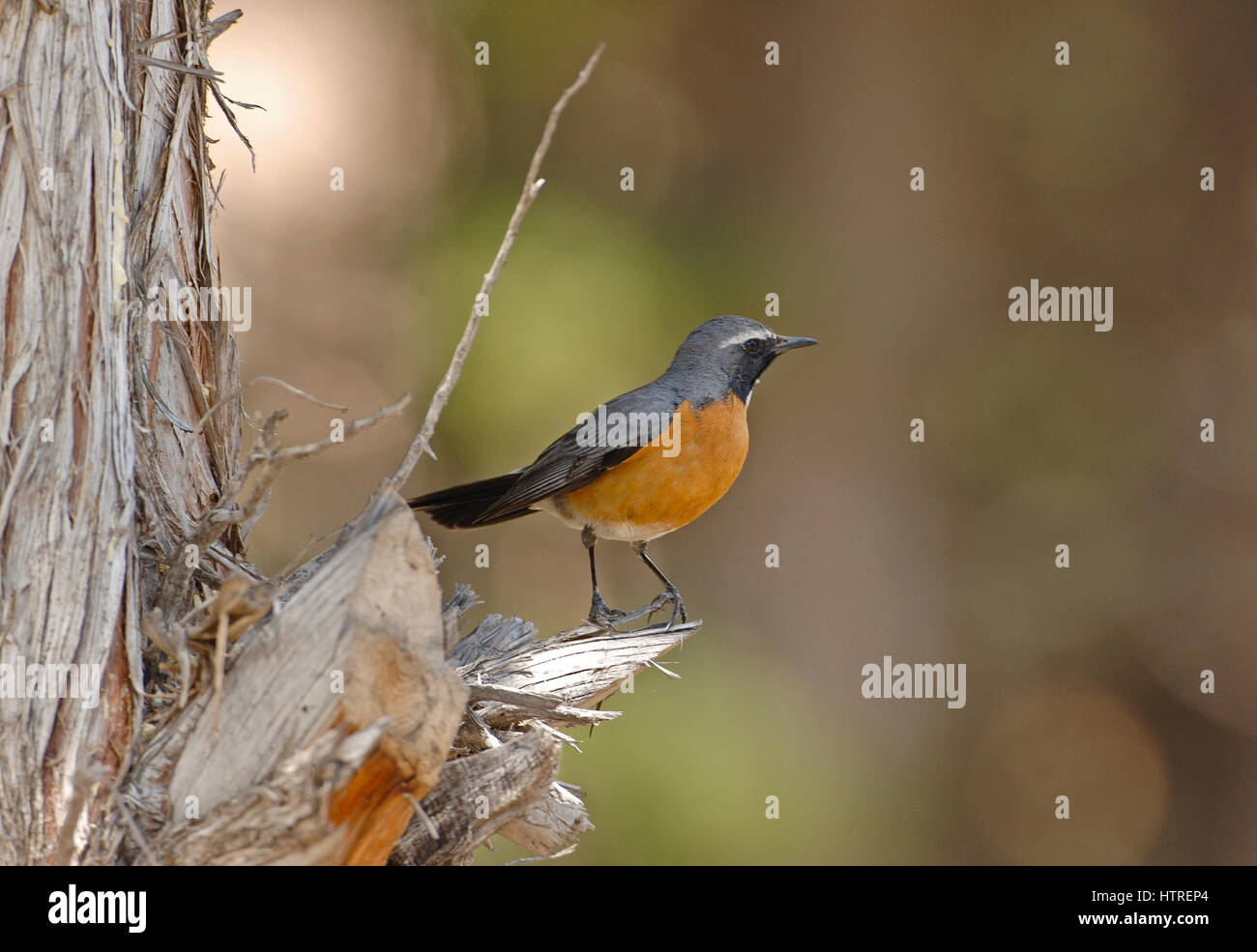 Adult male White throated robin Irania gutturalise on territory ...