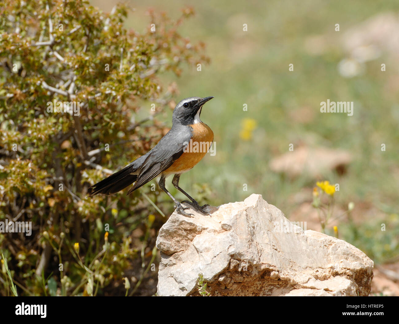 Adult male White throated robin Irania gutturalise on territory ...