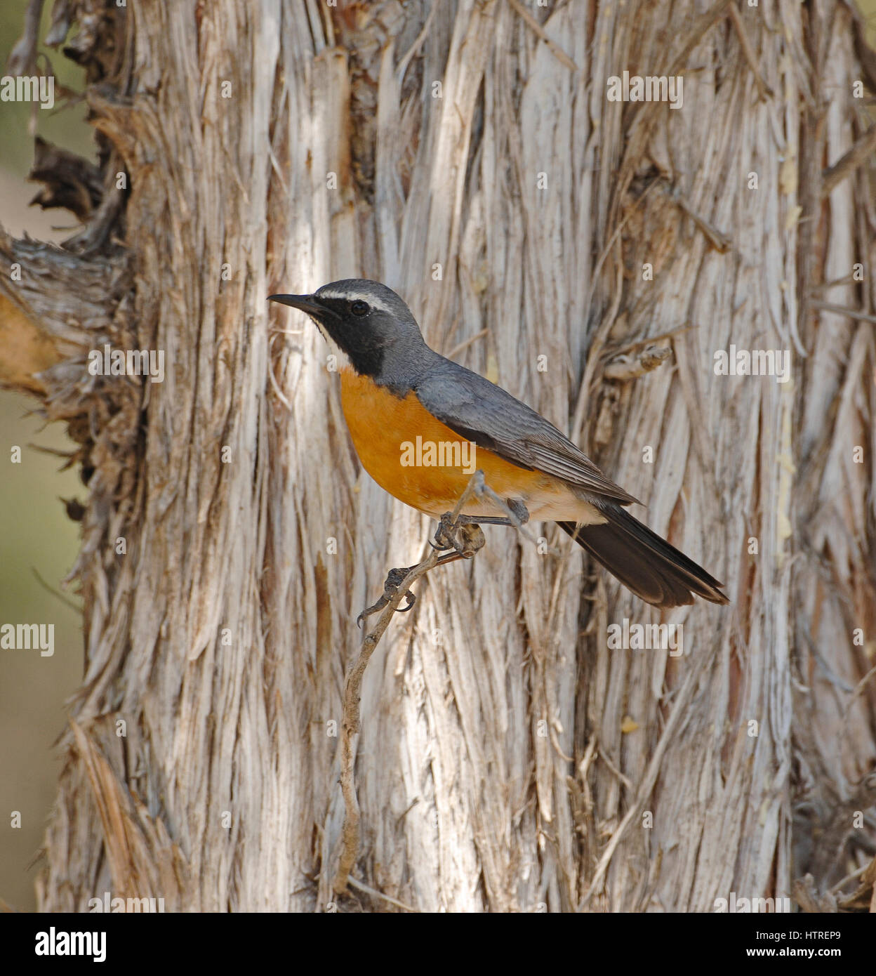 Adult male White throated robin Irania gutturalise on territory ...
