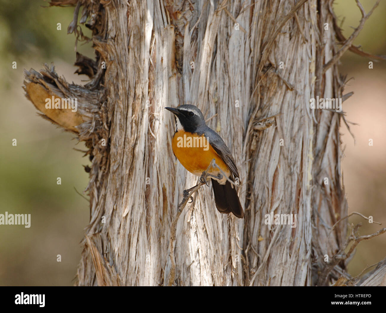 Adult male White throated robin Irania gutturalise on territory ...