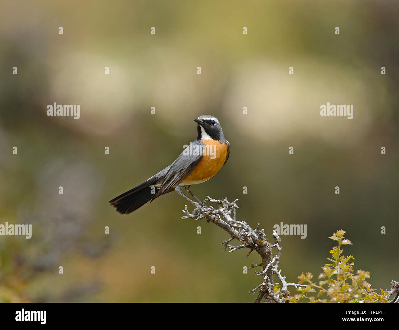 Adult male White throated robin Irania gutturalise on territory ...