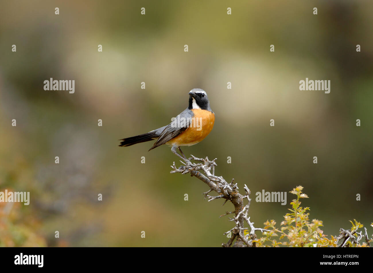 Adult male White throated robin Irania gutturalise on territory ...