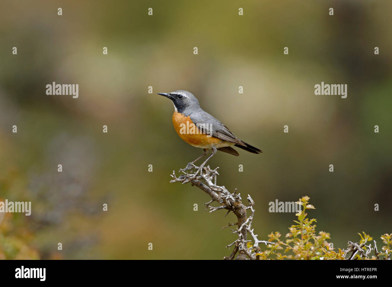 Adult male White throated robin Irania gutturalise on territory ...