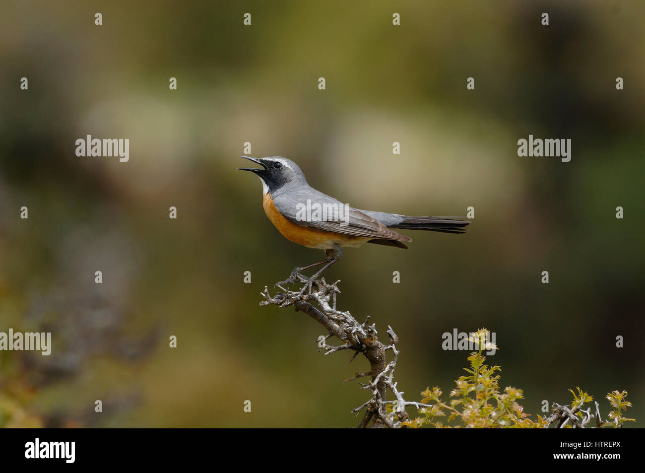 Adult male White throated robin Irania gutturalise on territory ...