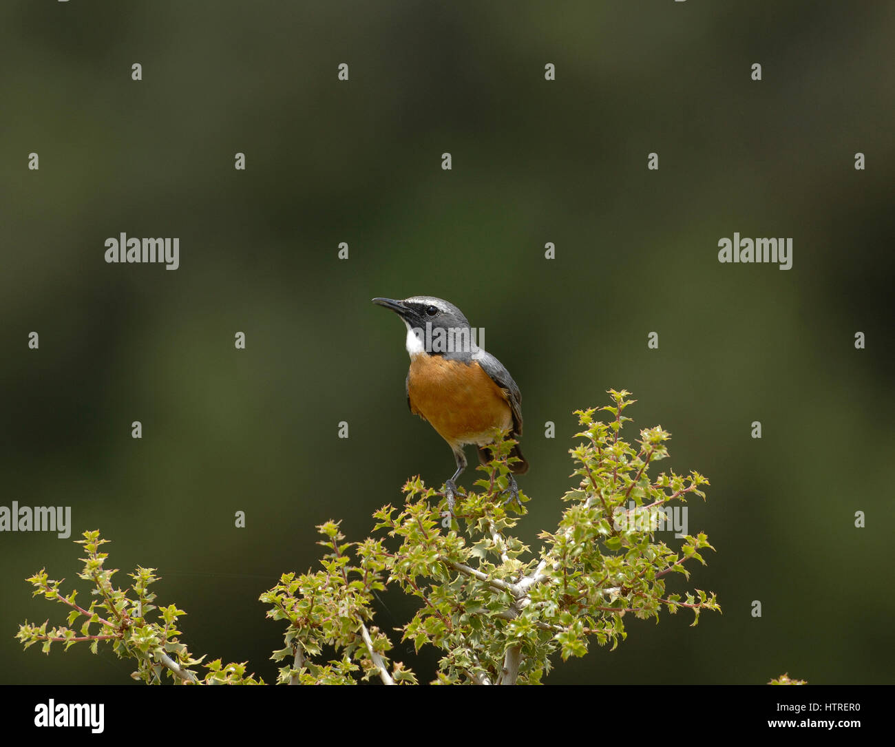 Adult male White throated robin Irania gutturalise on territory ...