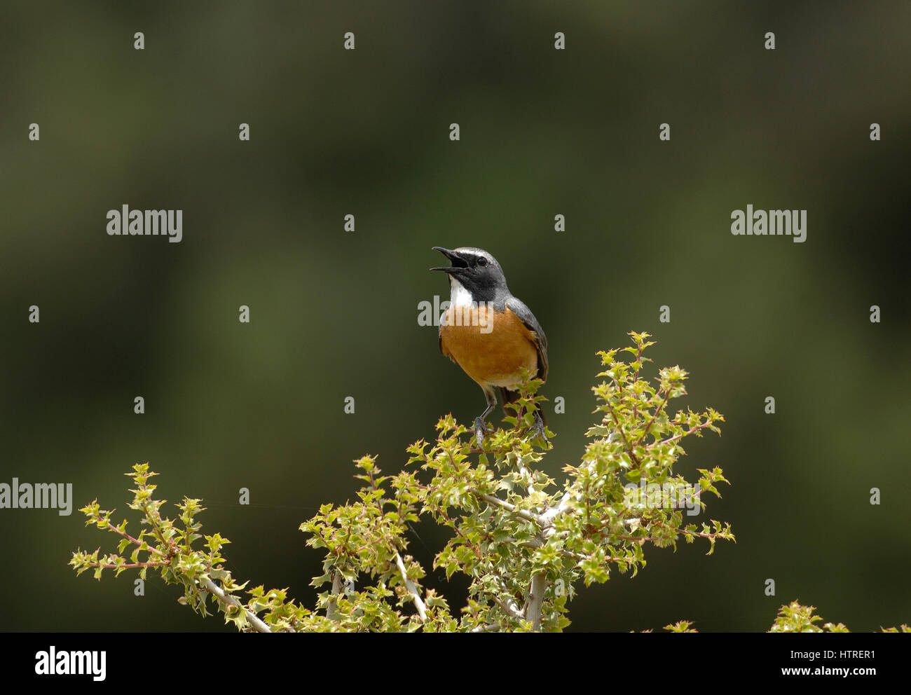 Adult male White throated robin Irania gutturalise on territory ...