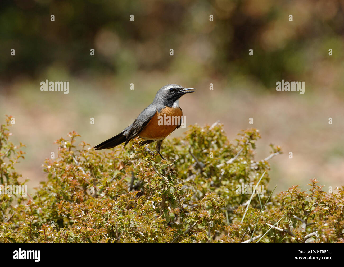 Adult male White throated robin Irania gutturalise on territory ...