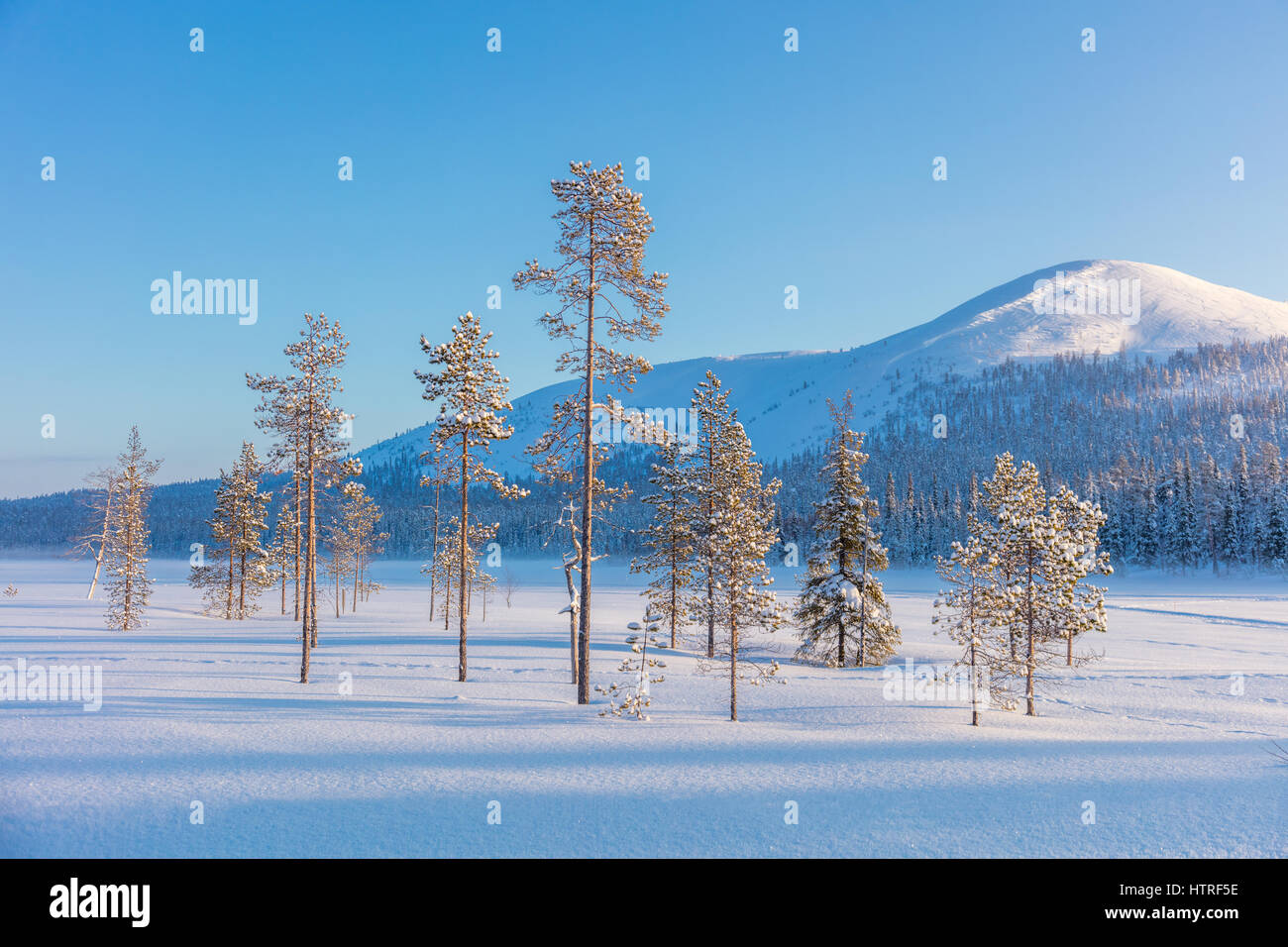 Northern winter landscape - pine trees, forest and mountain cowered ...