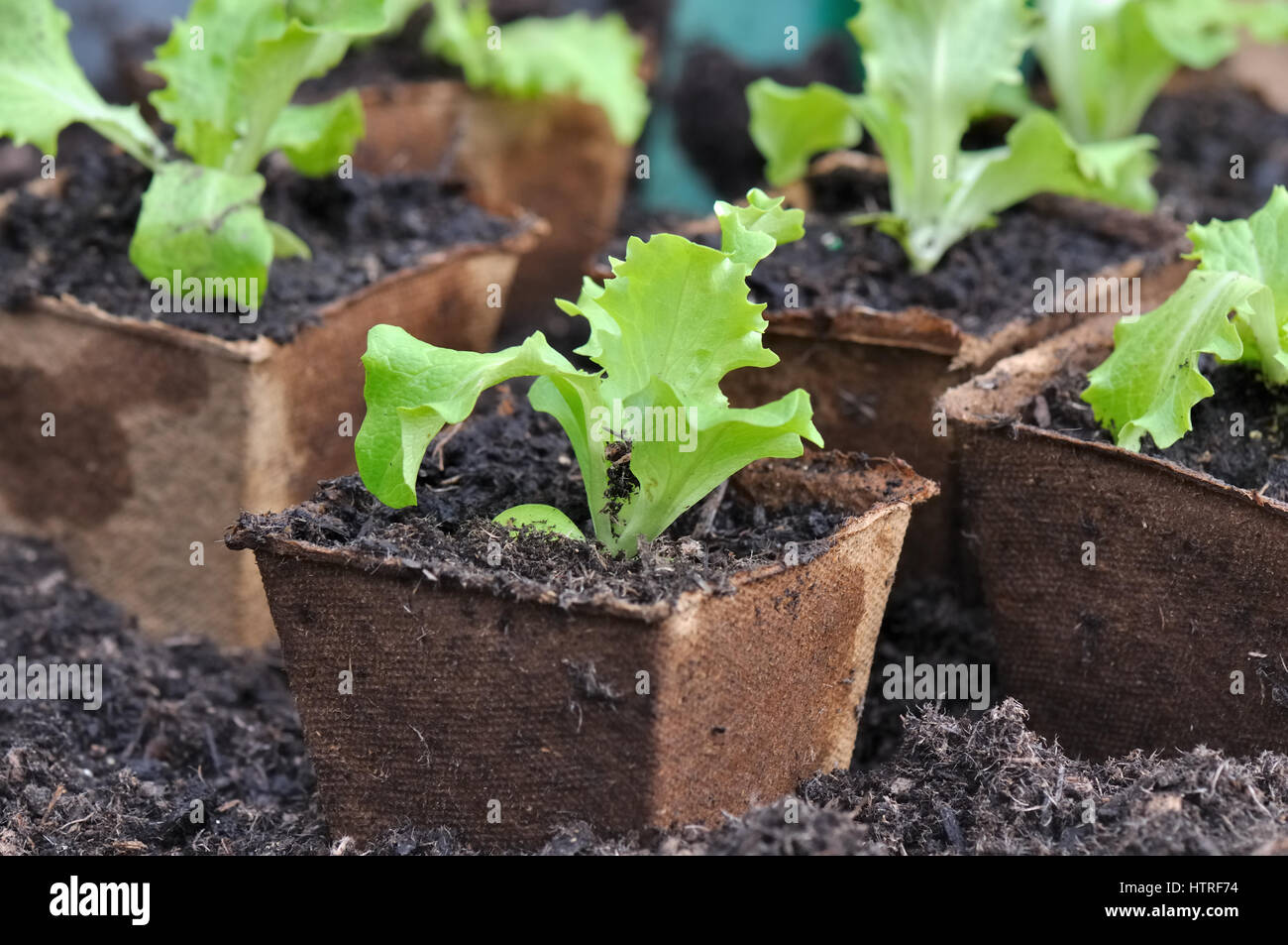 lettuce seedlings in biodegradable buckets Stock Photo - Alamy