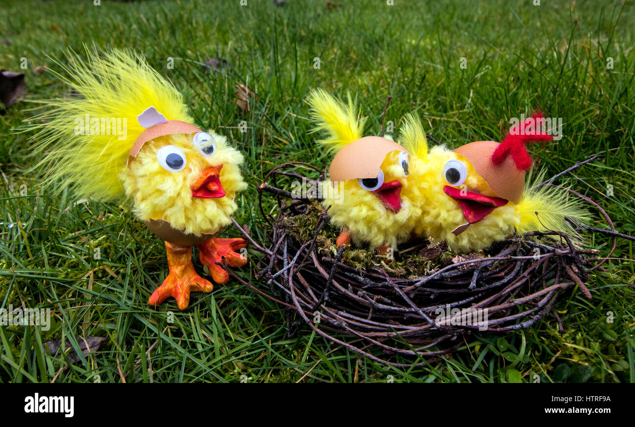 Chicks in nest concept hi-res stock photography and images - Alamy