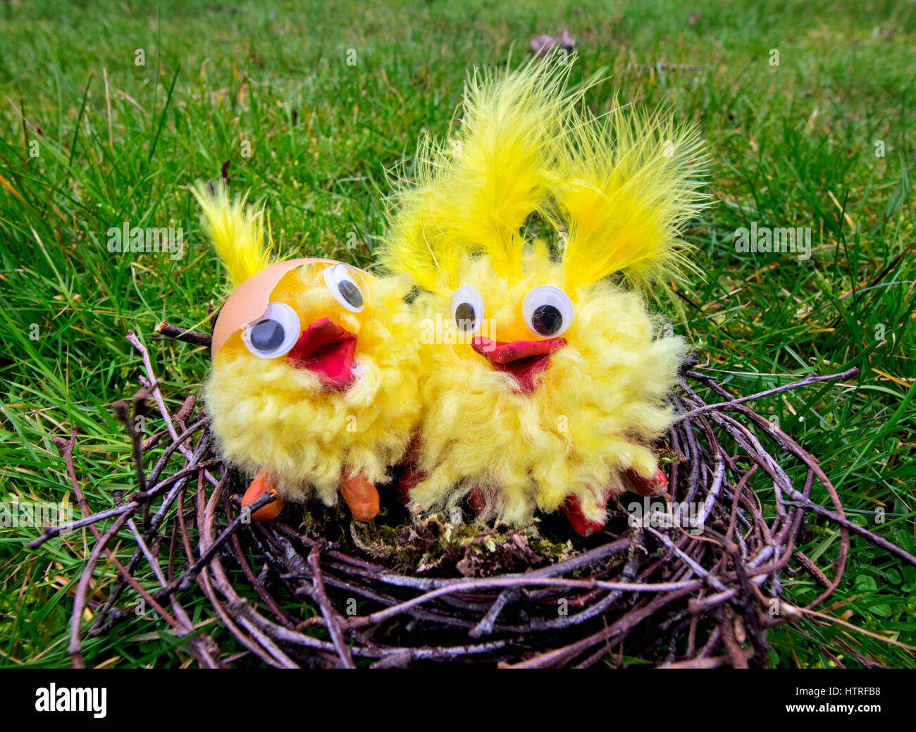 Easter chicks in a nest Stock Photo - Alamy
